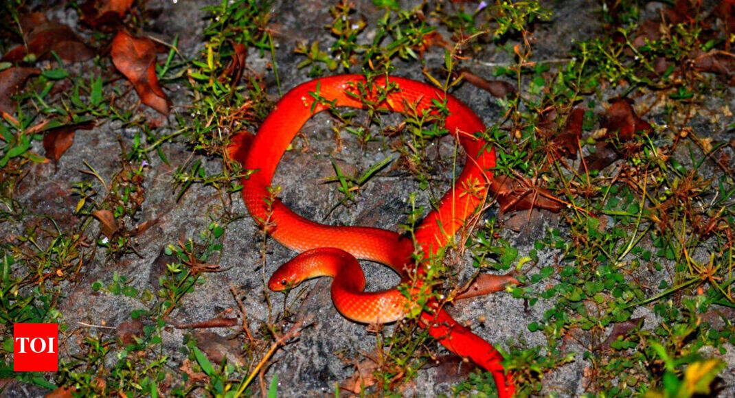 Rare snake species spotted first time in Uttarakhand | Dehradun News ...
