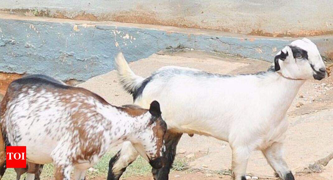 17 fall ill after eating snake bitten goat's meat | Chennai News ...