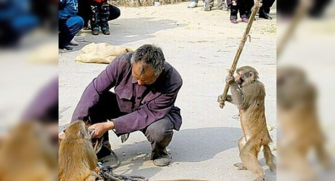 Worst animal attacks Pics | Worst animal attacks Photos | Worst animal ...