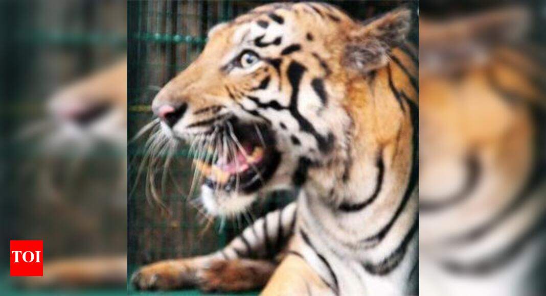 Tiger all but extinct in Telangana - Times of India