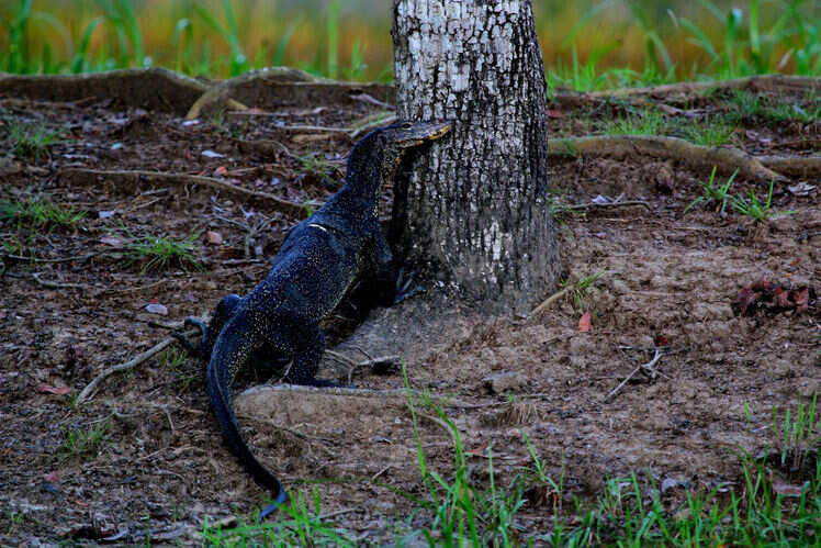 Touring the Sunderbans | Times of India Travel