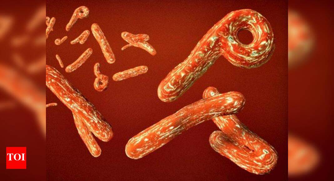 Researchers identify new Ebola drug target - Times of India