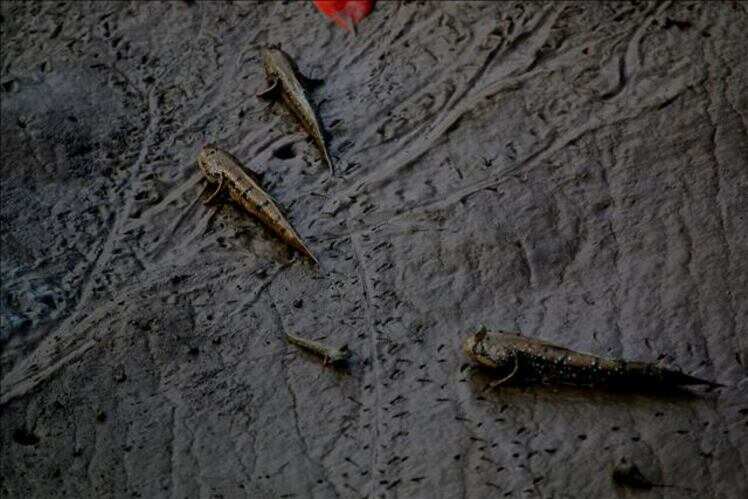 Touring the Sunderbans | Times of India Travel