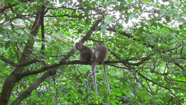 Sungei Buloh Wetland Reserve, Singapore - TimesTravel