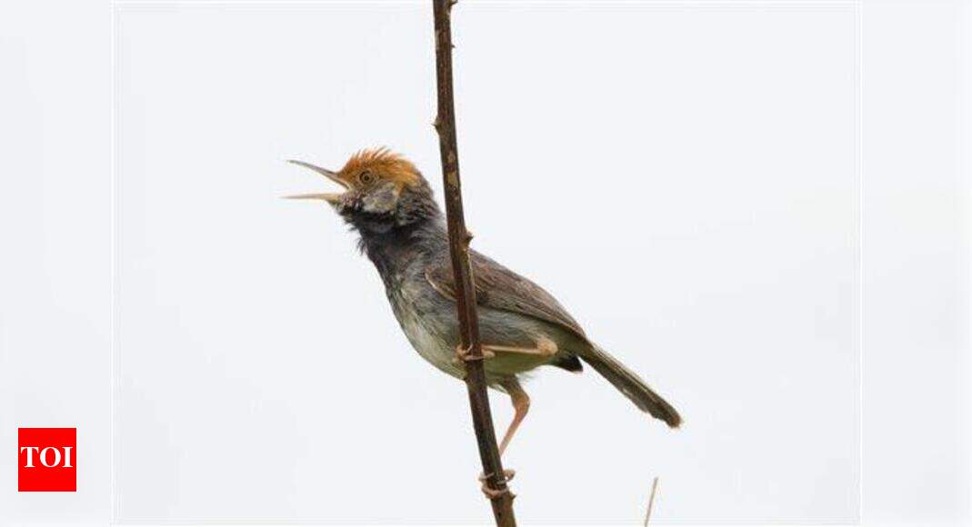 Fewer bird species back in Okhla - Times of India