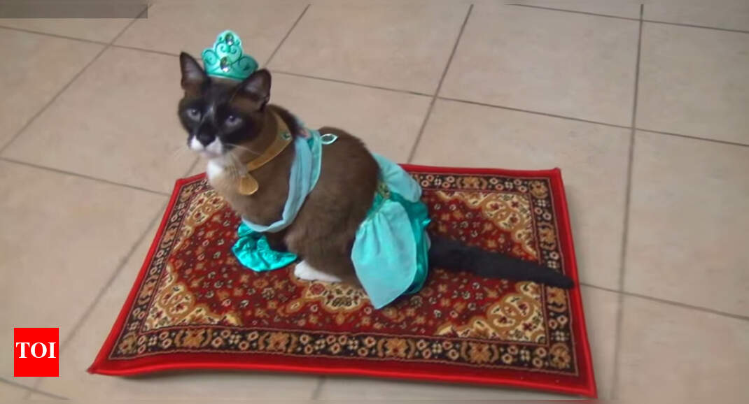 Celebrate National Cat Day With This Cute Video! - The Times of India