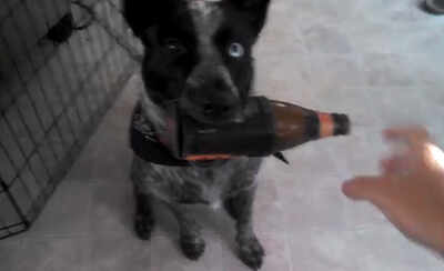 This Beer-Fetching Dog Is Just Too Cool! - The Times of India