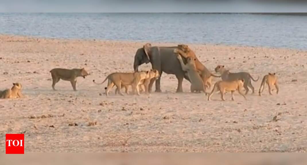 Brave Baby Elephant Survived Attack By 14 Lions! - The Times of India