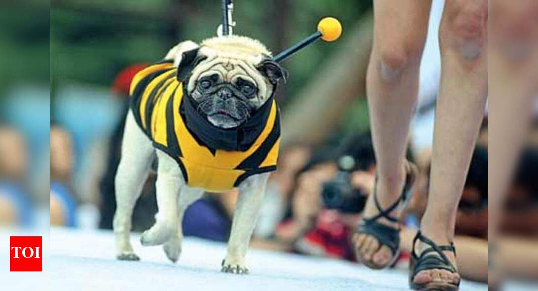 Delhiites indulge in puppy love - Times of India