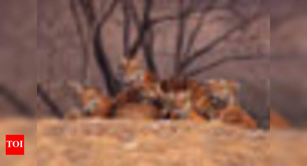 Ten Tigers sighted in Wayanad sanctuary - Times of India