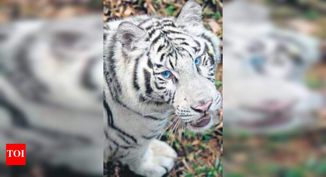 World's first White Tiger Safari to come up in Madhya Pradesh - Times ...