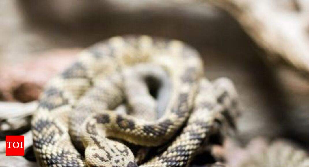 Chennai man dies of snake bite | Chennai News - Times of India