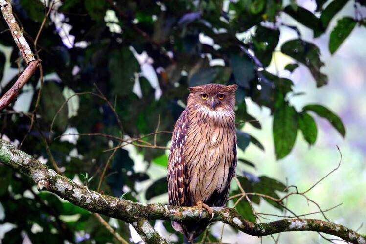 Wildlife spotting at Kabini River Lodge | Times of India Travel