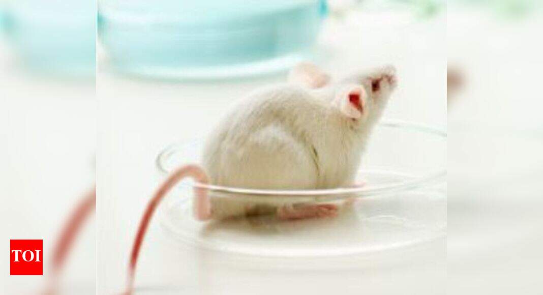 Scientists restore sight in mice, dogs suffering from inherited ...
