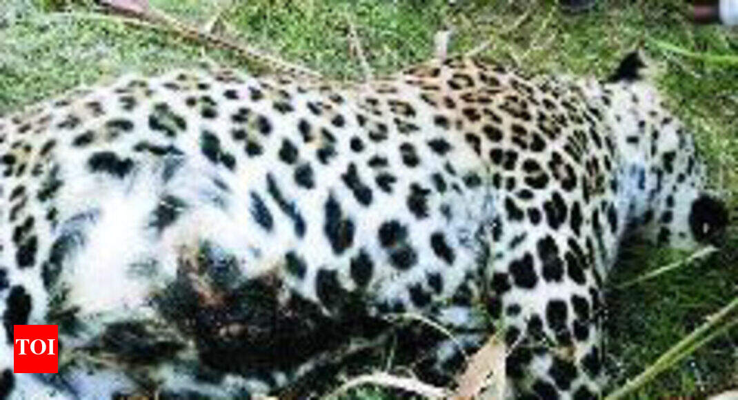 Second leopard found dead in Ghaziabad in 48 hours | Noida News - Times ...