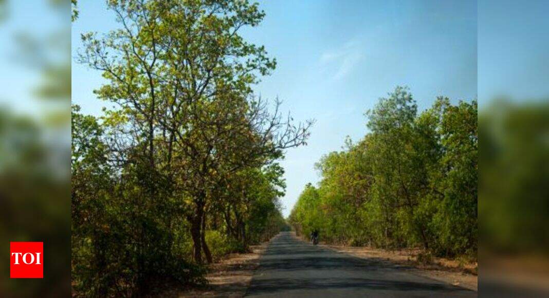 Mattewara forest to be developed as nature reserve - Times of India