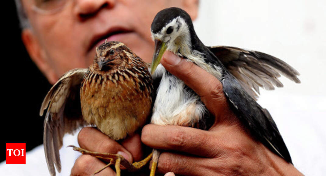 Eight species of birds on the verge of extinction, says study - Times ...