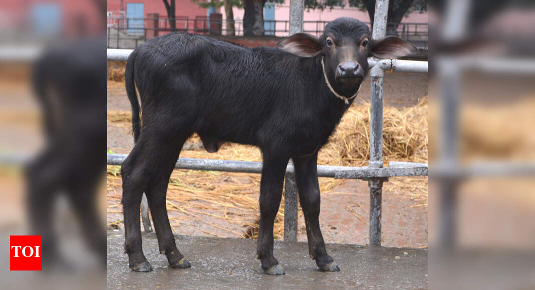 First Chhattisgarh wild buffalo clone born in Haryana - Times of India