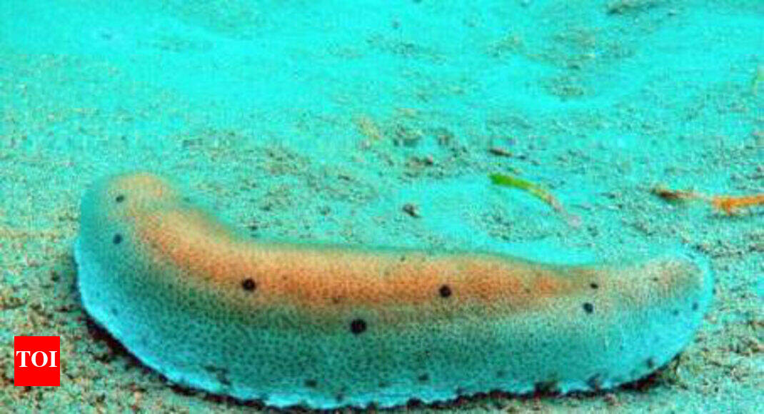 China's sub finds mysterious deep-sea living creatures in Indian Ocean ...