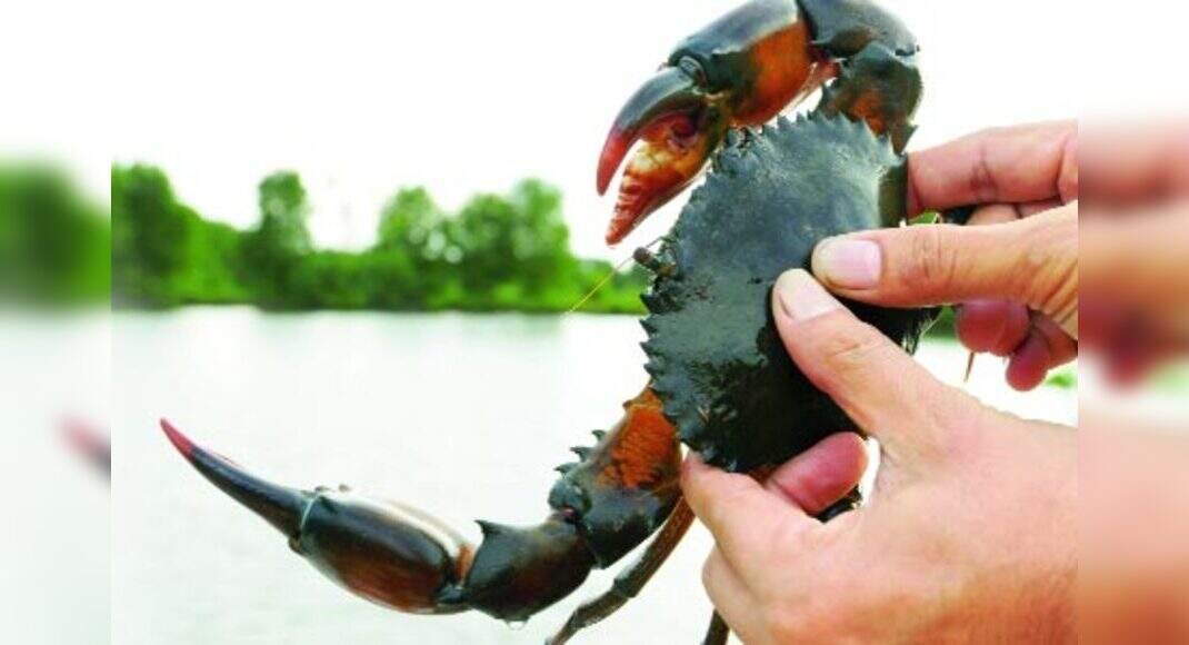 Crack a crab open this season – Food & Recipes