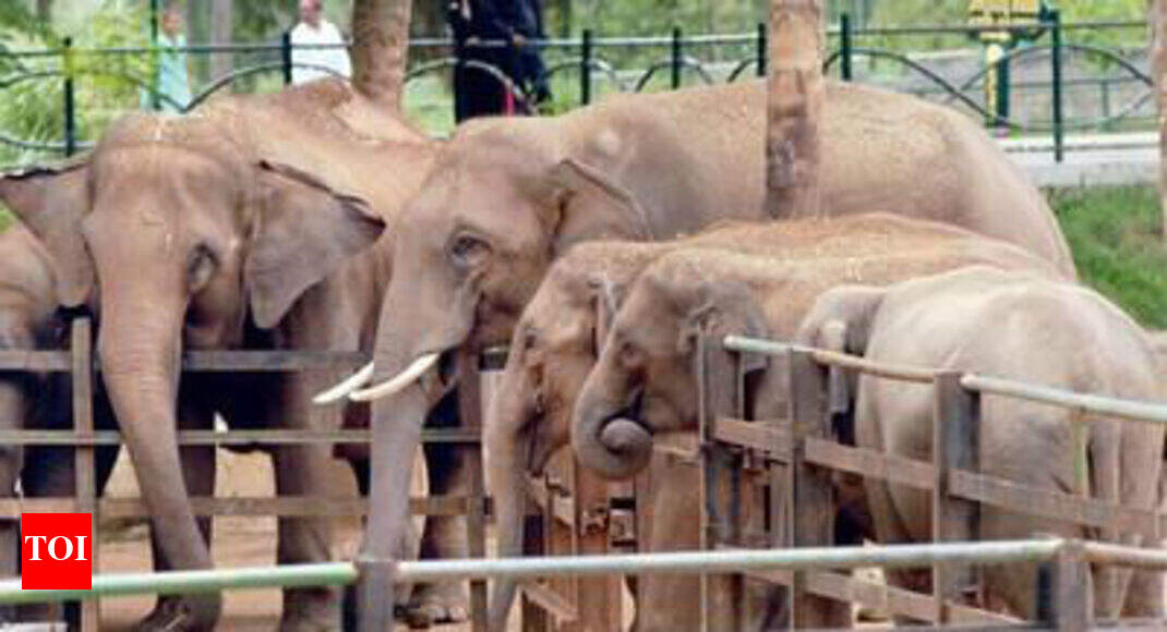 Elephants express anger after one is killed in road accident ...