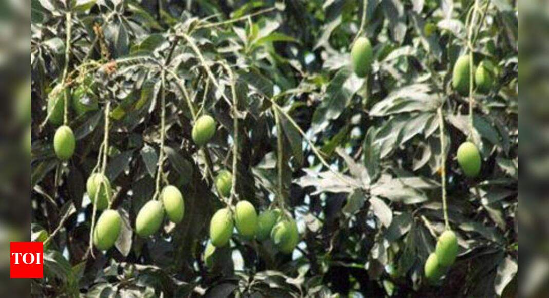 Malihabadi mangoes to get an organic makeover | Lucknow News - Times of ...