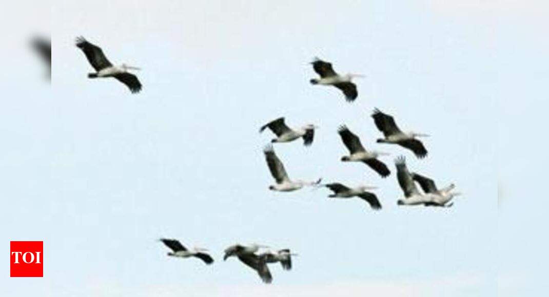 Protein helps birds to navigate via magnetic field: Study - Times of India
