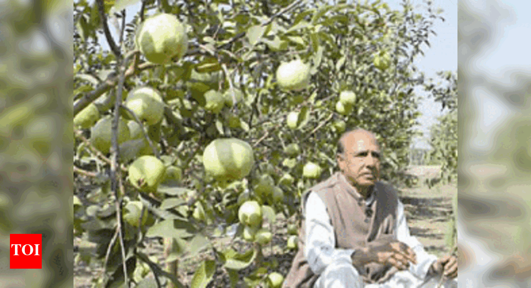 Hybrid guava developed in state a huge draw - The Times of India