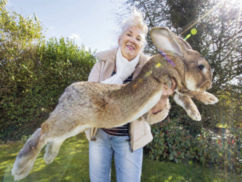 What’s it like to own a pair of giant rabbits? - Times of India