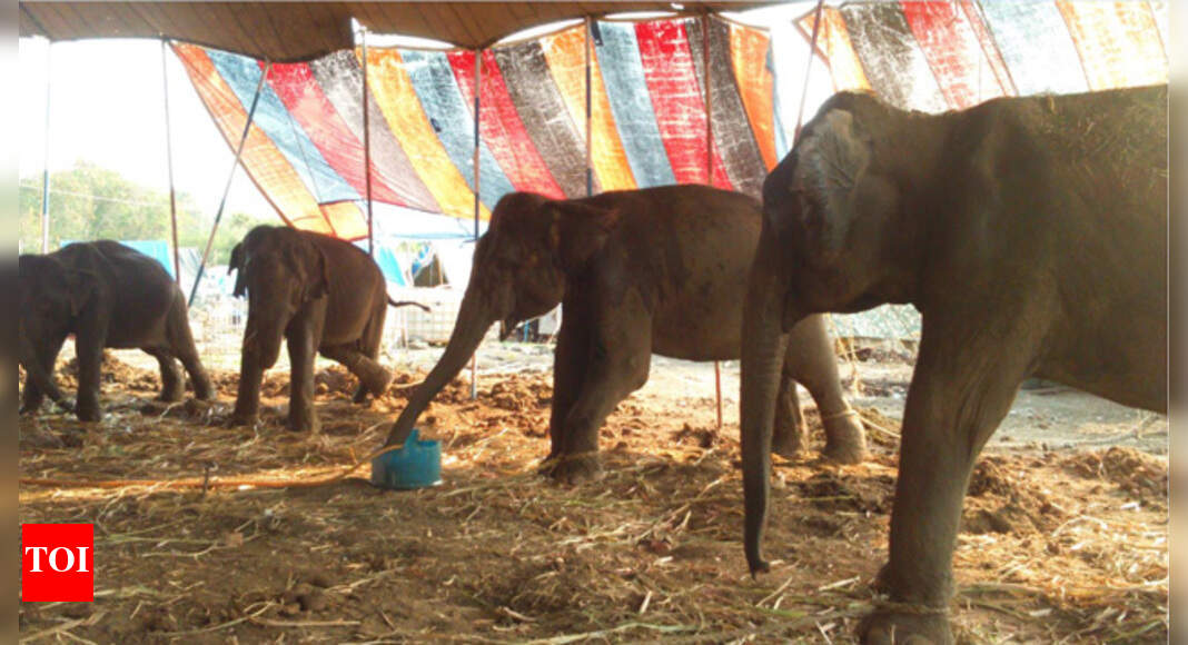 Largest rescue of abused circus animals successful in Nanded - Times of ...
