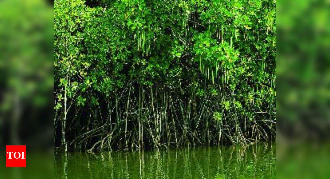 ‘Goa’s mangroves most vulnerable’ | Goa News - Times of India
