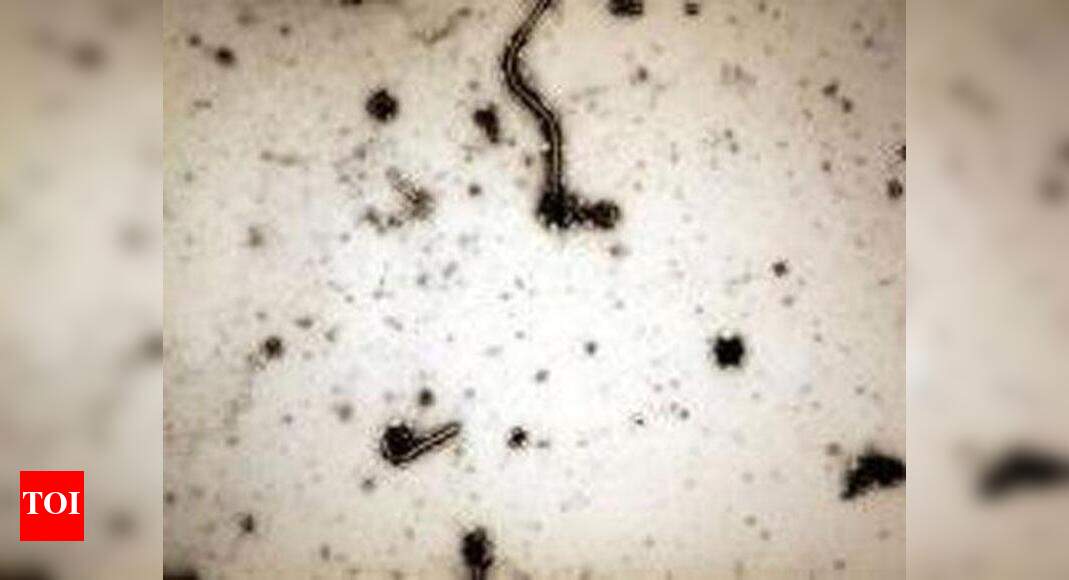 Monkey fever: Virology lab to be set up in Wayanad - Times of India