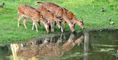 Kaziranga has over 1000 eastern swamp deer - Times of India