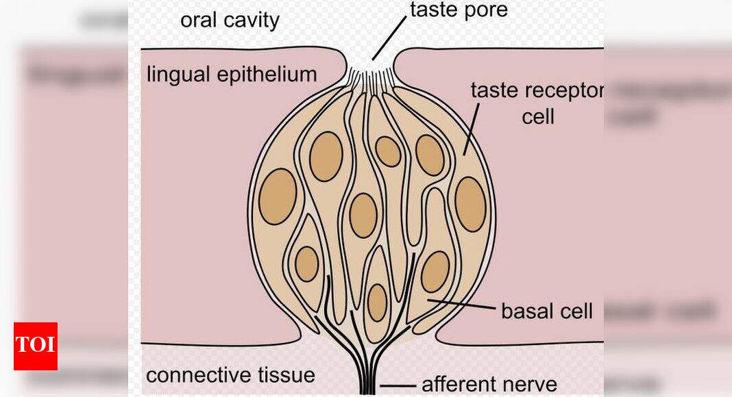 Bitter taste receptors found on human hearts - Times of India