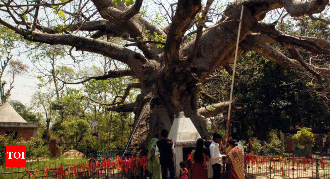 Web crusade to save ‘tree from Mahabharata’ | India News - Times of India