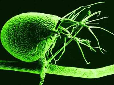 'Vampire' plants can have positive impact on food chain - Times of India