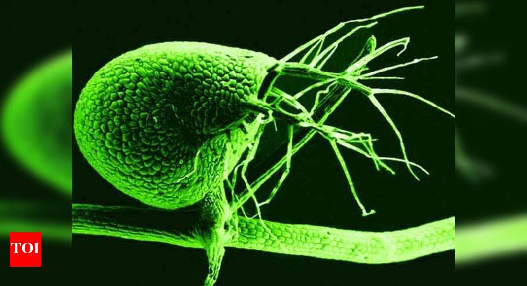 'Vampire' plants can have positive impact on food chain - Times of India