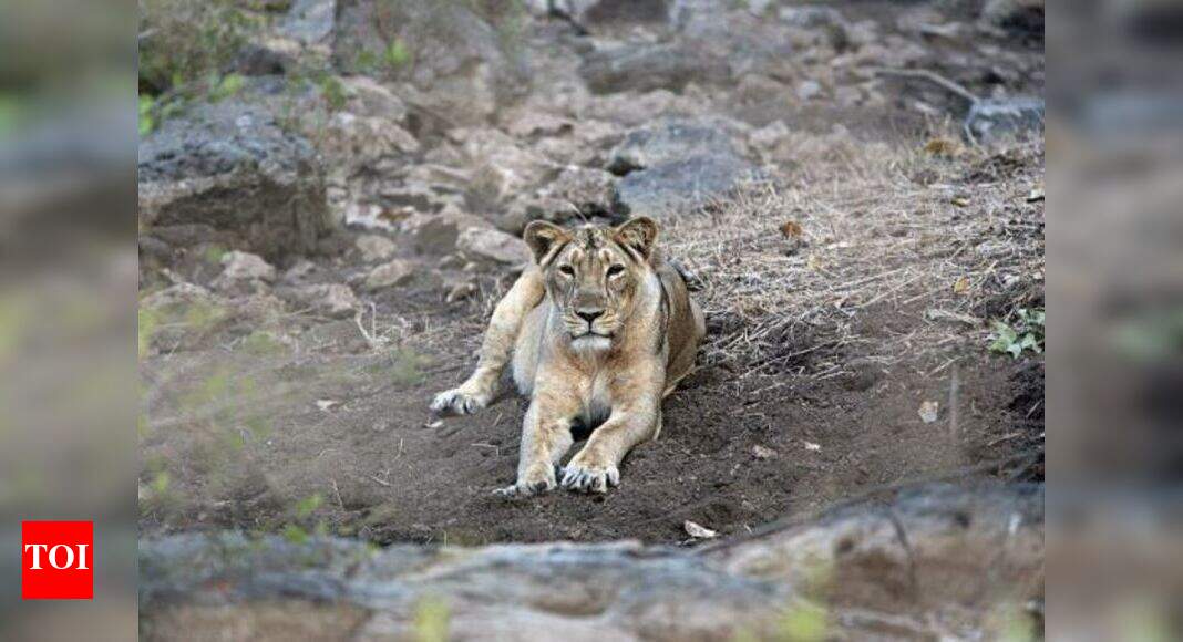 Plastic choking Gir, the last abode of Asiatic lions | India News ...