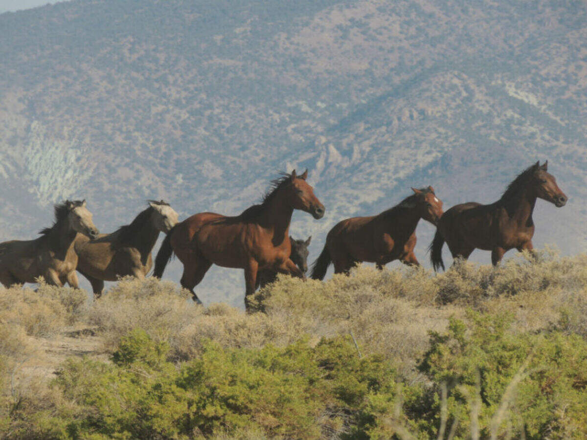 Wild mustangs and burros roam free in Nevada | TimesTravel