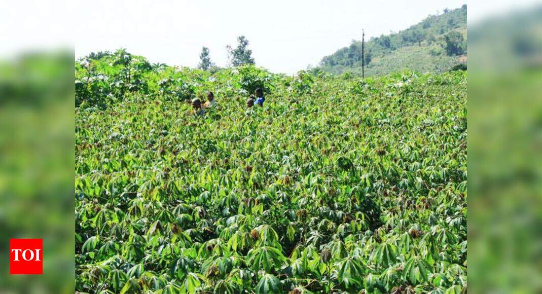 Farmers take up multi-crop farming in Goa - Times of India
