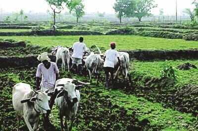 Integrated farming helps tribals to double income - Times of India