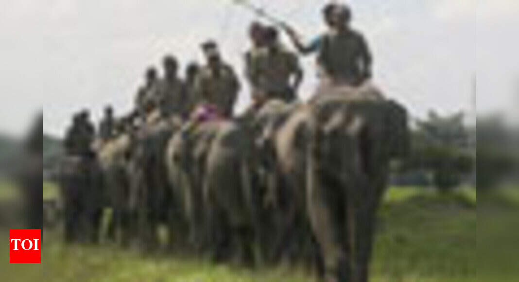 Nine elephant poaching cases reported in three years - Times of India