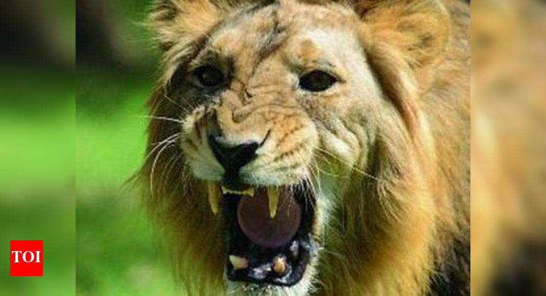 27 missing lions located near Liliya, Krakach | Rajkot News - Times of ...