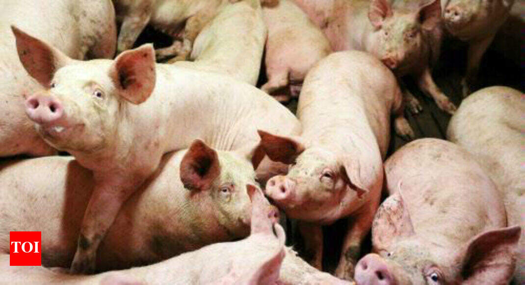 Five-month-old baby eaten alive by pigs near Hyderabad | Hyderabad News ...