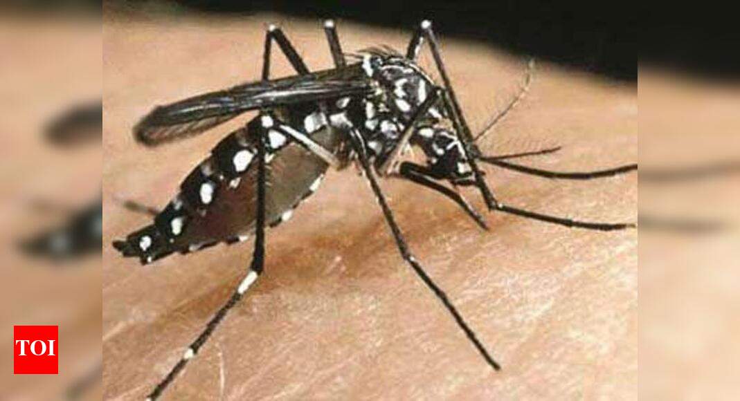 Decoded: How mosquitoes track humans - The Times of India