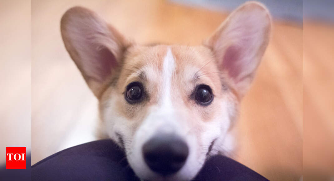 On screen dogs, the preferred breed of choice - Times of India