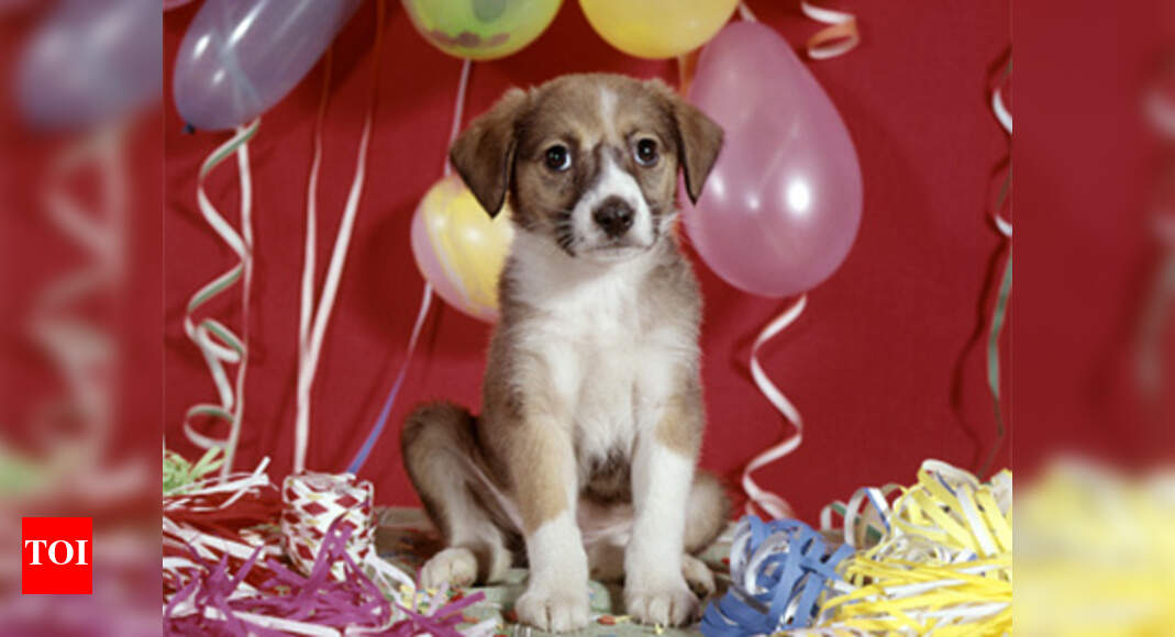 Here's how you can celebrate Mutt Day today! - Times of India