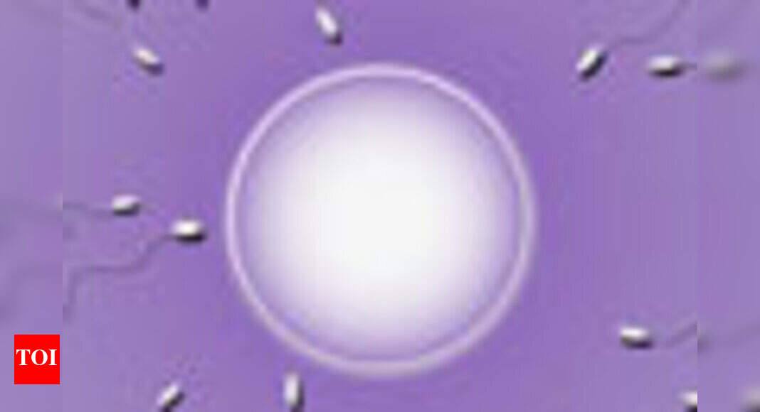 Revealed: Lock and key mechanism behind human fertility - Times of India