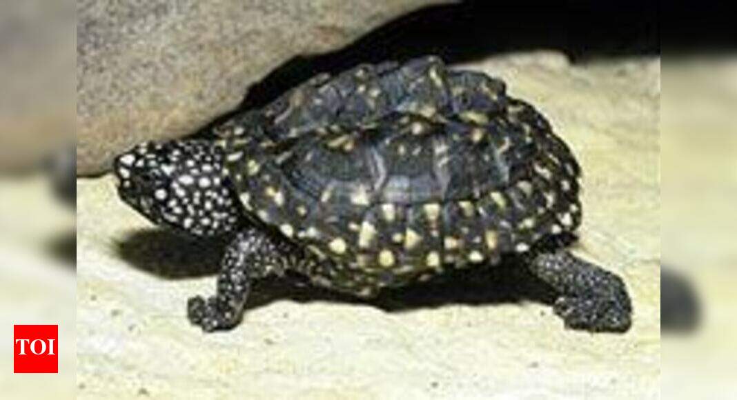 Exotic turtle found in Rajarhat waterbody | Kolkata News - Times of India