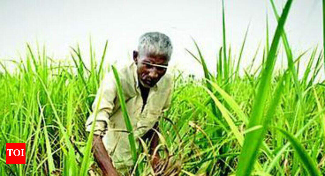 Andhra Pradesh farmers spray crops with animal hormone to save yield ...